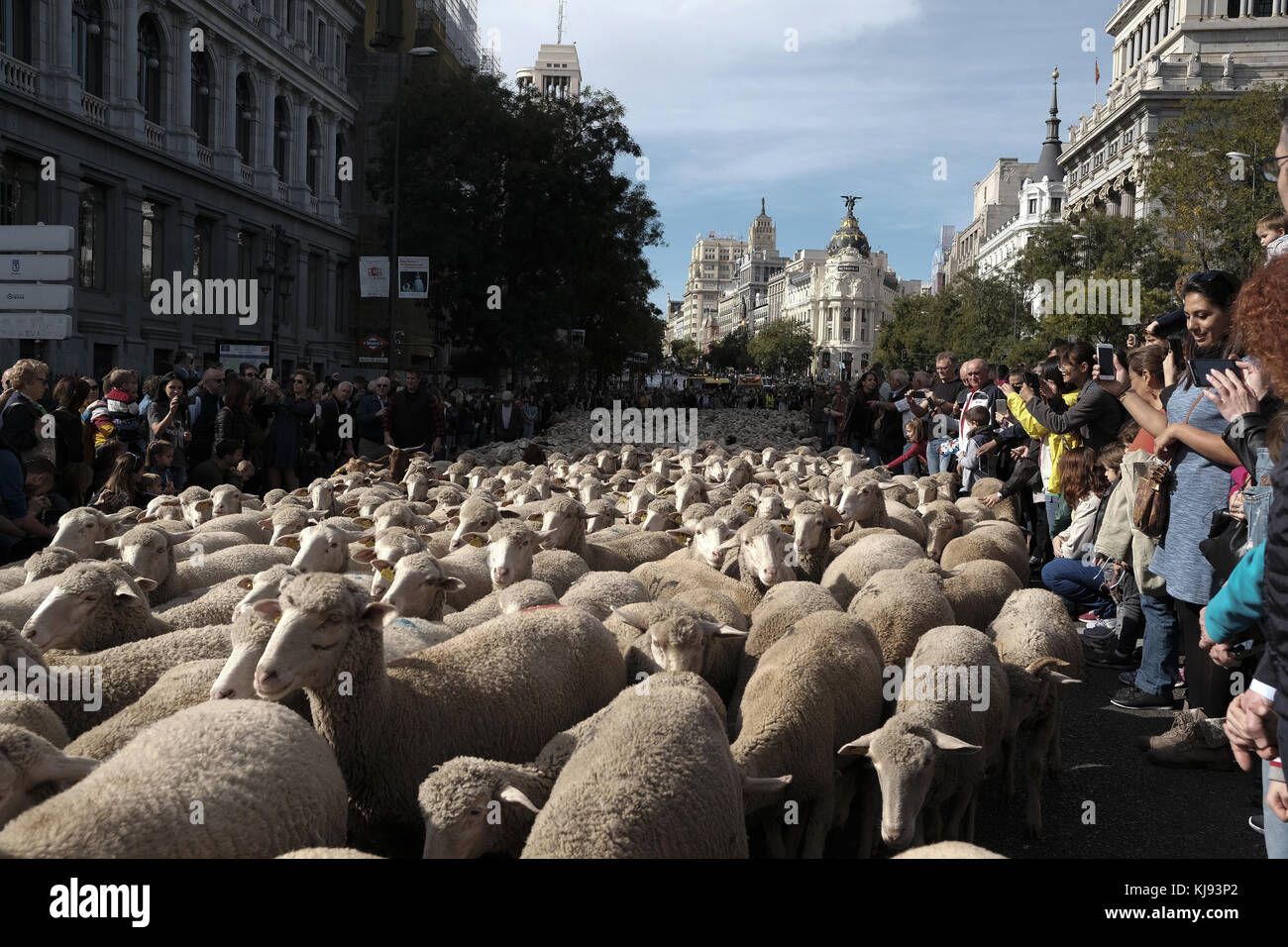 Hundreds of sheep along a street in downtown Madrid, Spain, 22 October ...