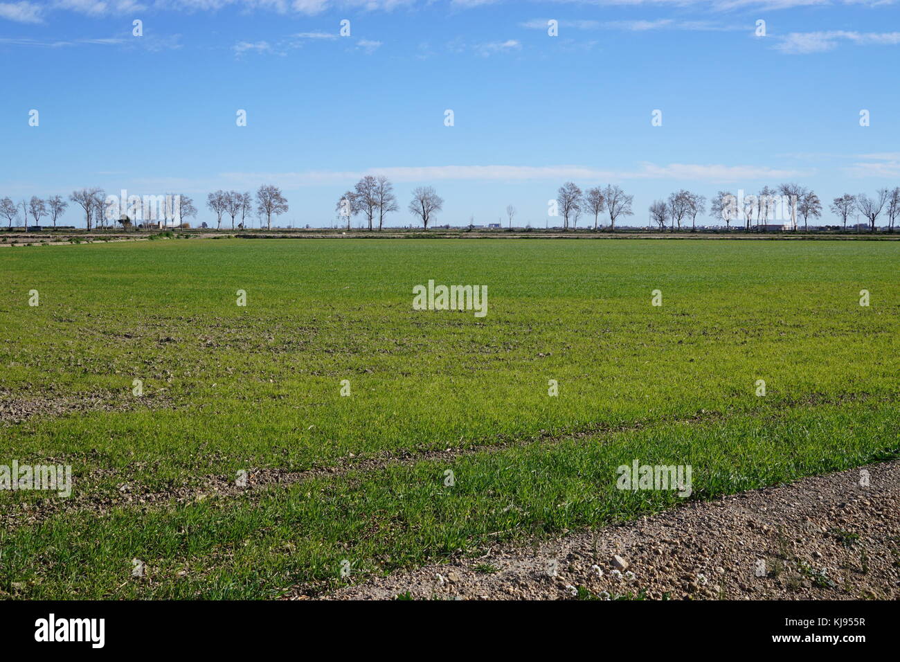 Treeline horizon blue skies and green field Stock Photo - Alamy