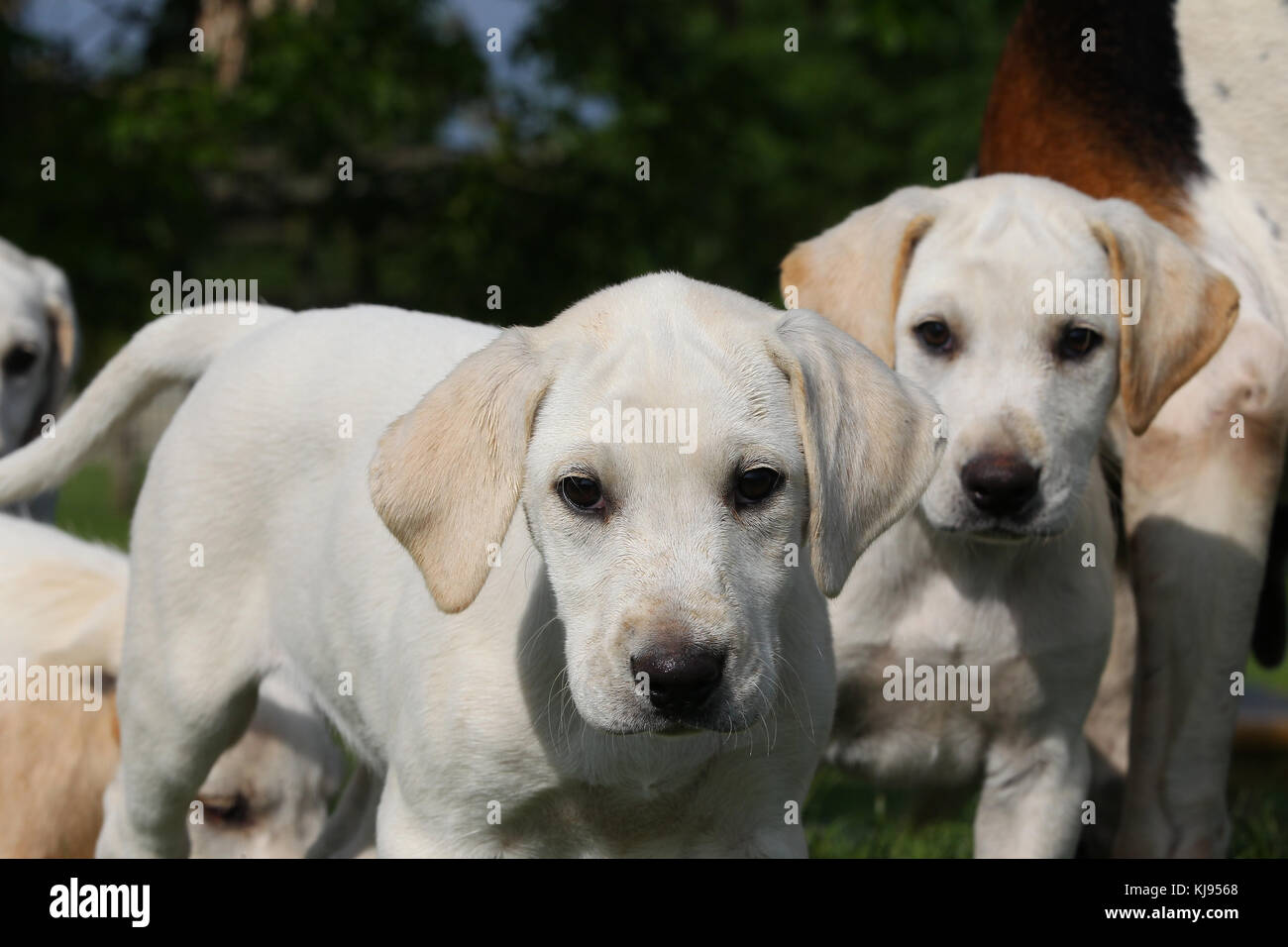 Foxhound puppies hi-res stock photography and images - Alamy