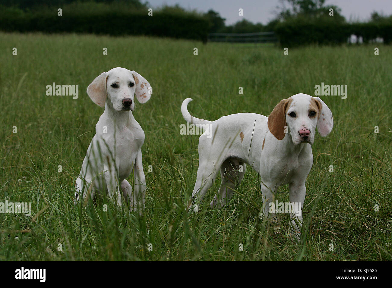 Foxhound puppies hi-res stock photography and images - Alamy