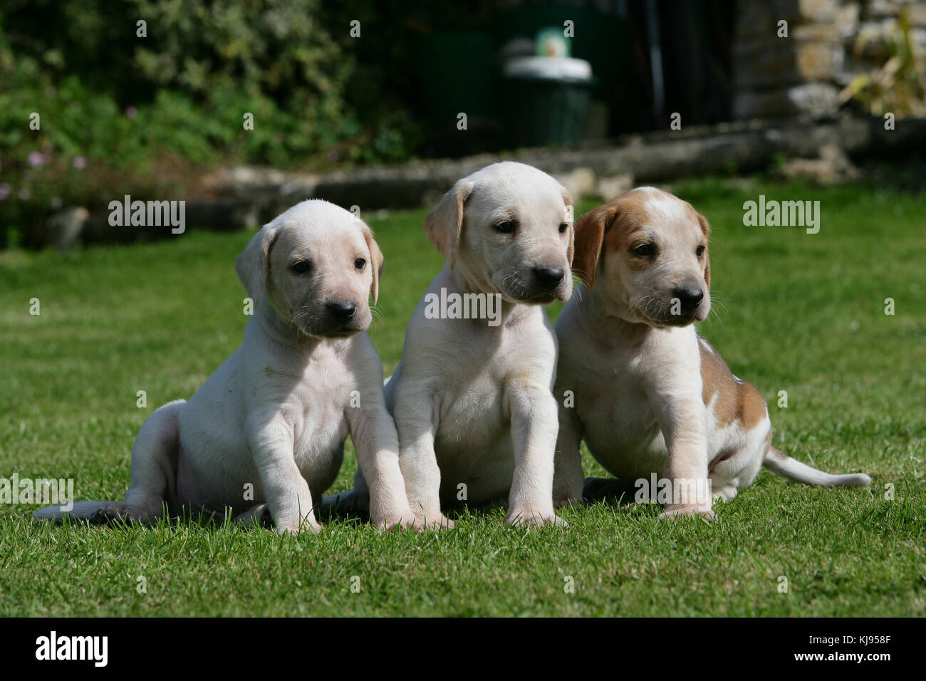 Foxhound Puppies Hi Res Stock Photography And Images Alamy
