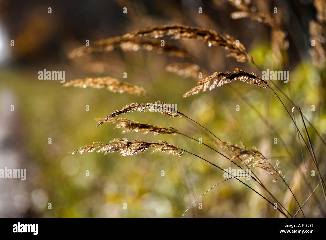 Wilted grass shines in the sun in the autumn season Stock Photo - Alamy