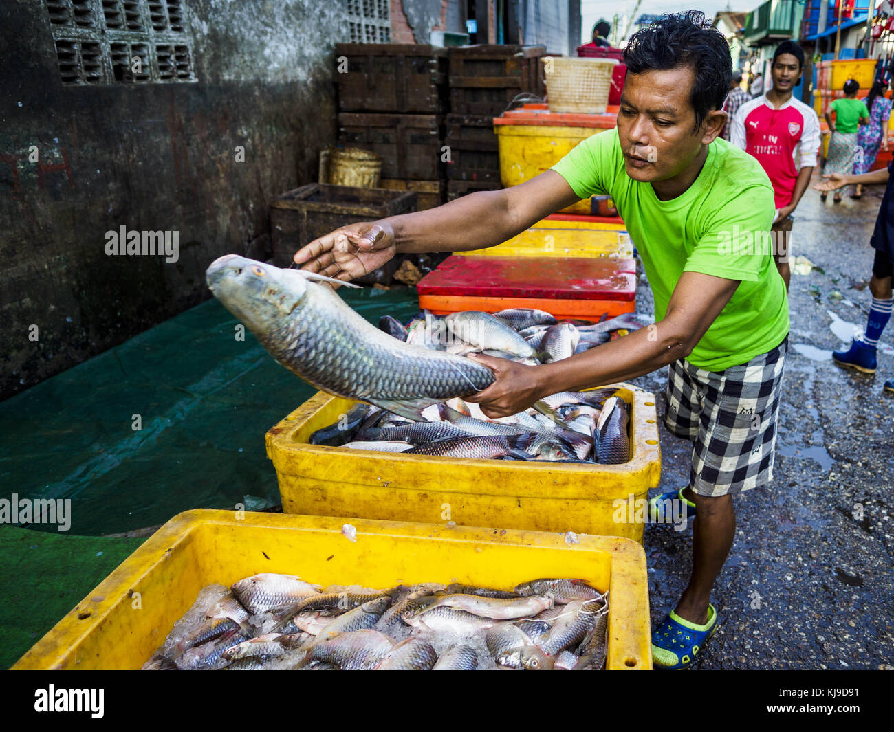 Yangon, Yangon Region, Myanmar. 23rd Nov, 2017. A man sorts fish in the ...