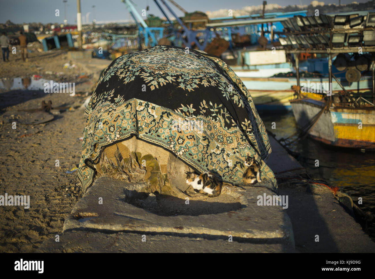 Gaza City, The Gaza Strip, Palestine. 22nd Nov, 2017. Cats in the Gaza ...