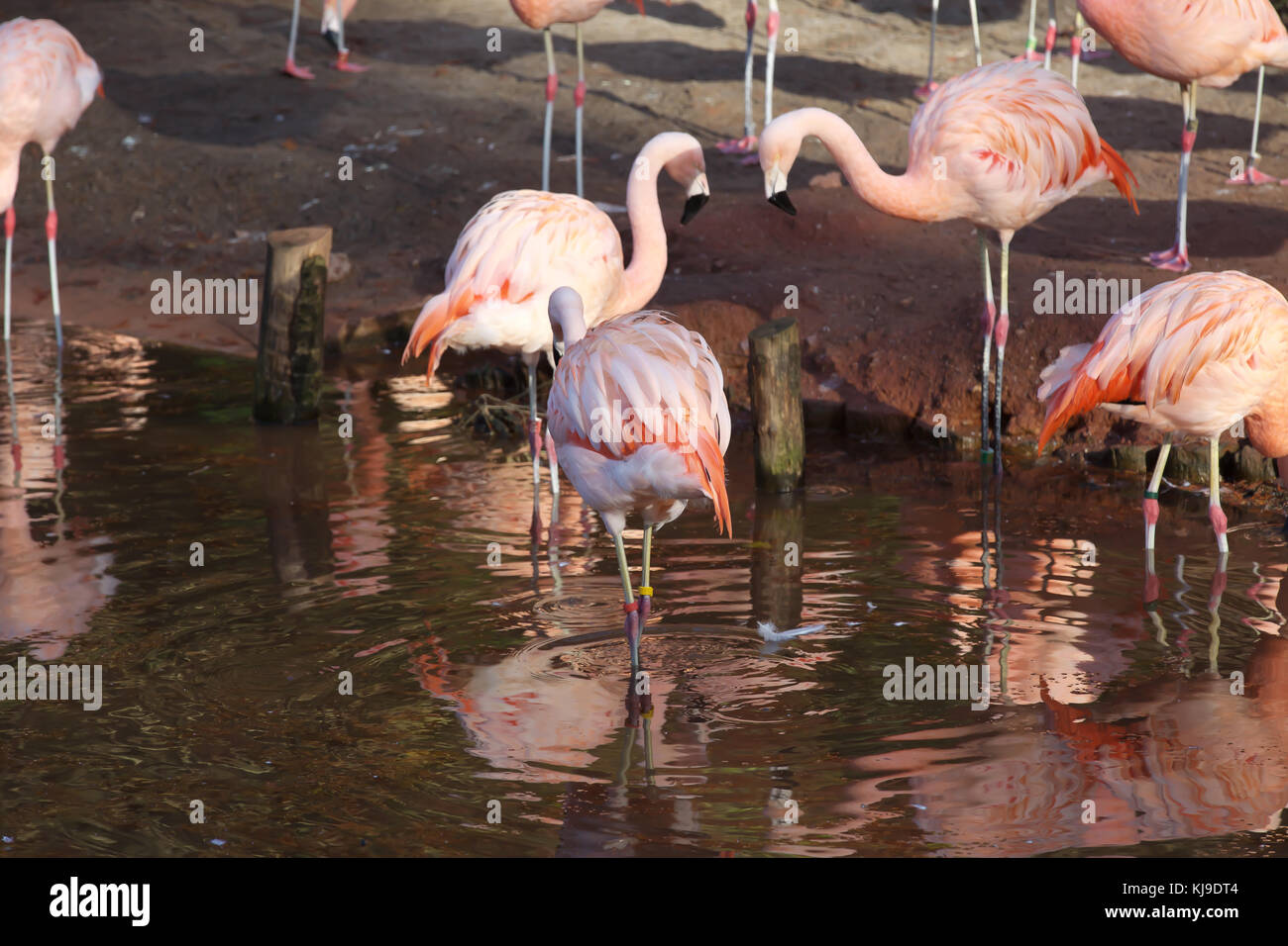 Paignton, UK. 23rd Nov, 2017. Animals enjoy the sunshine in Paignton ...