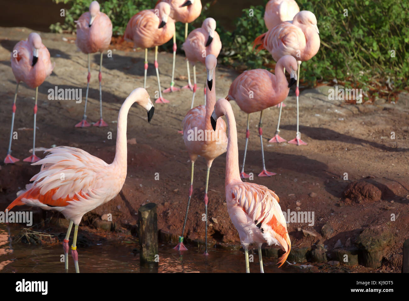 Paignton, UK. 23rd Nov, 2017. Animals enjoy the sunshine in Paignton ...