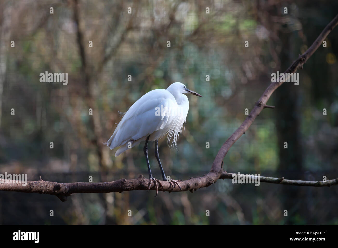 Paignton, UK. 23rd Nov, 2017. Animals enjoy the sunshine in Paignton ...