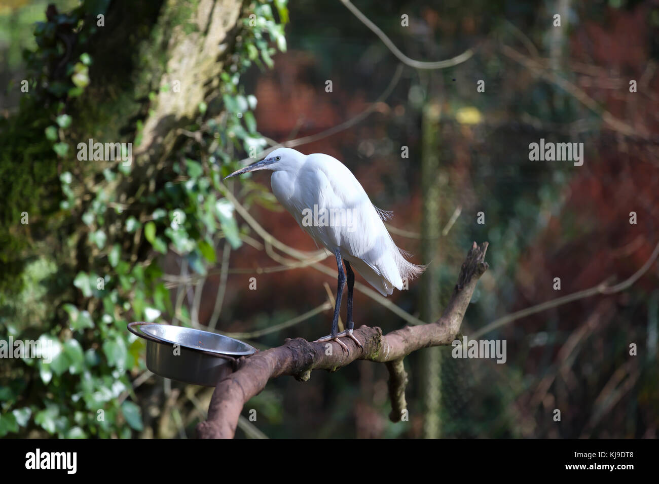 Paignton, UK. 23rd Nov, 2017. Animals enjoy the sunshine in Paignton ...