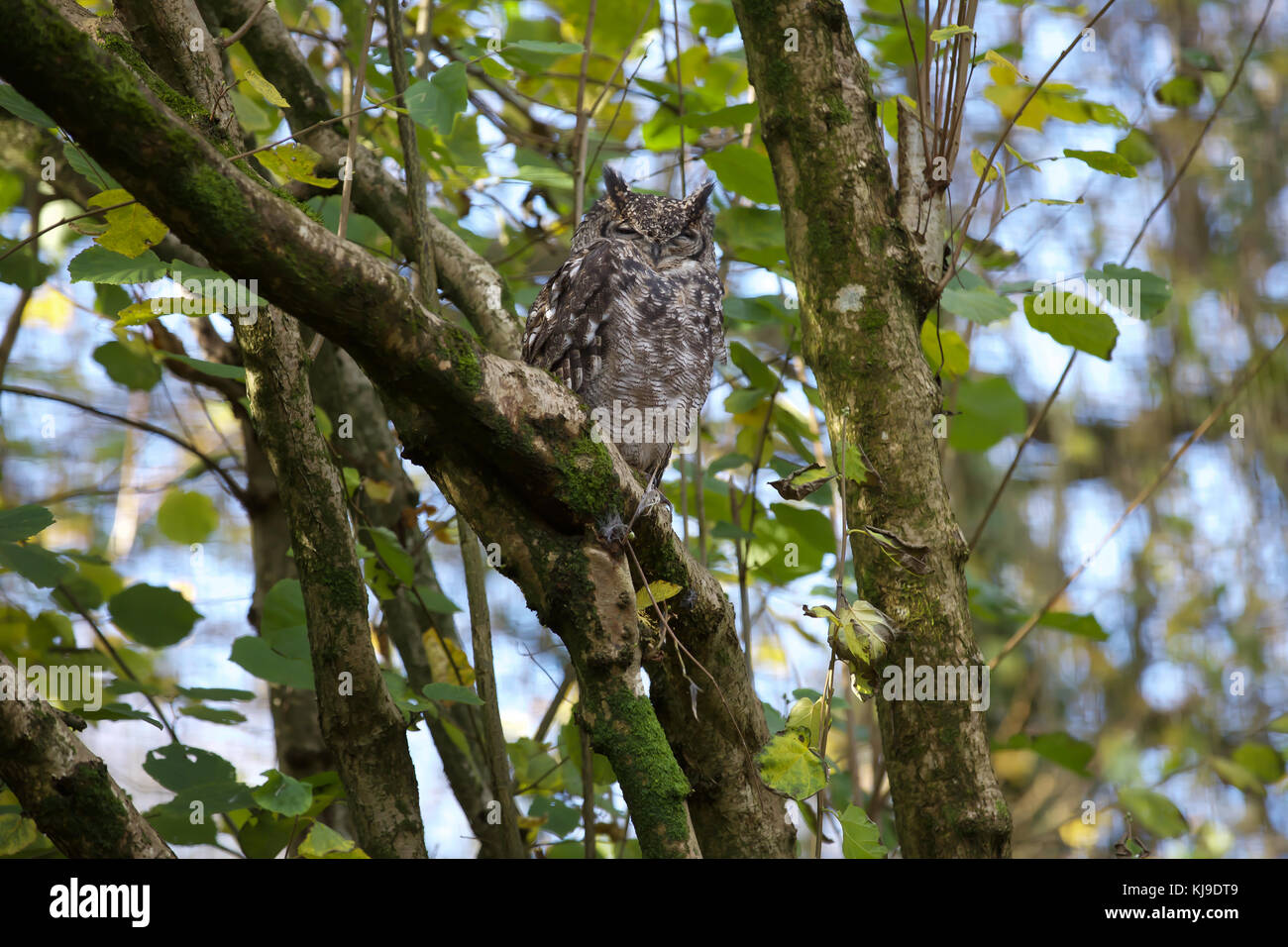 Paignton, UK. 23rd Nov, 2017. Animals enjoy the sunshine in Paignton ...