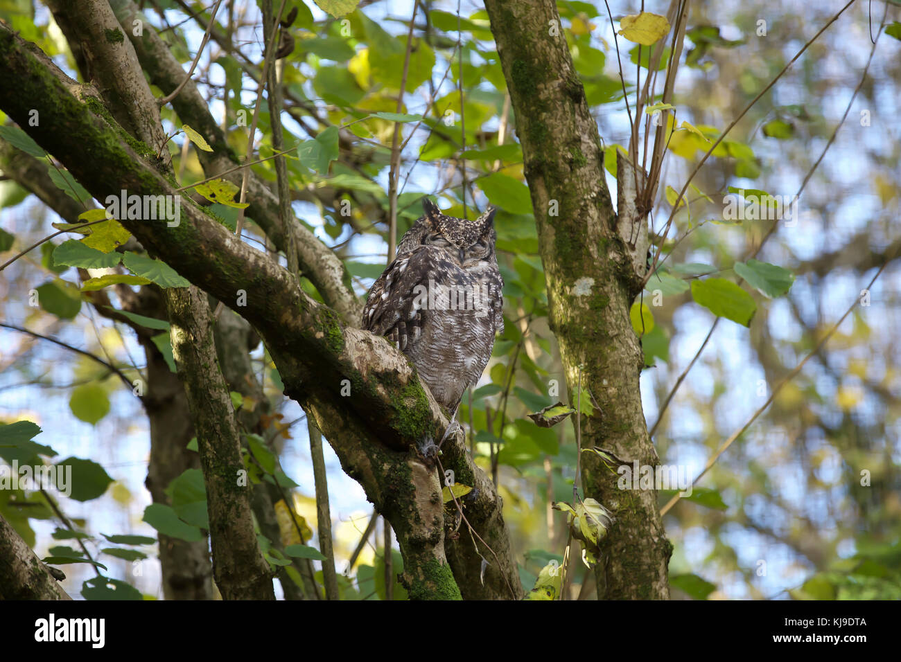 Paignton, UK. 23rd Nov, 2017. Animals enjoy the sunshine in Paignton ...