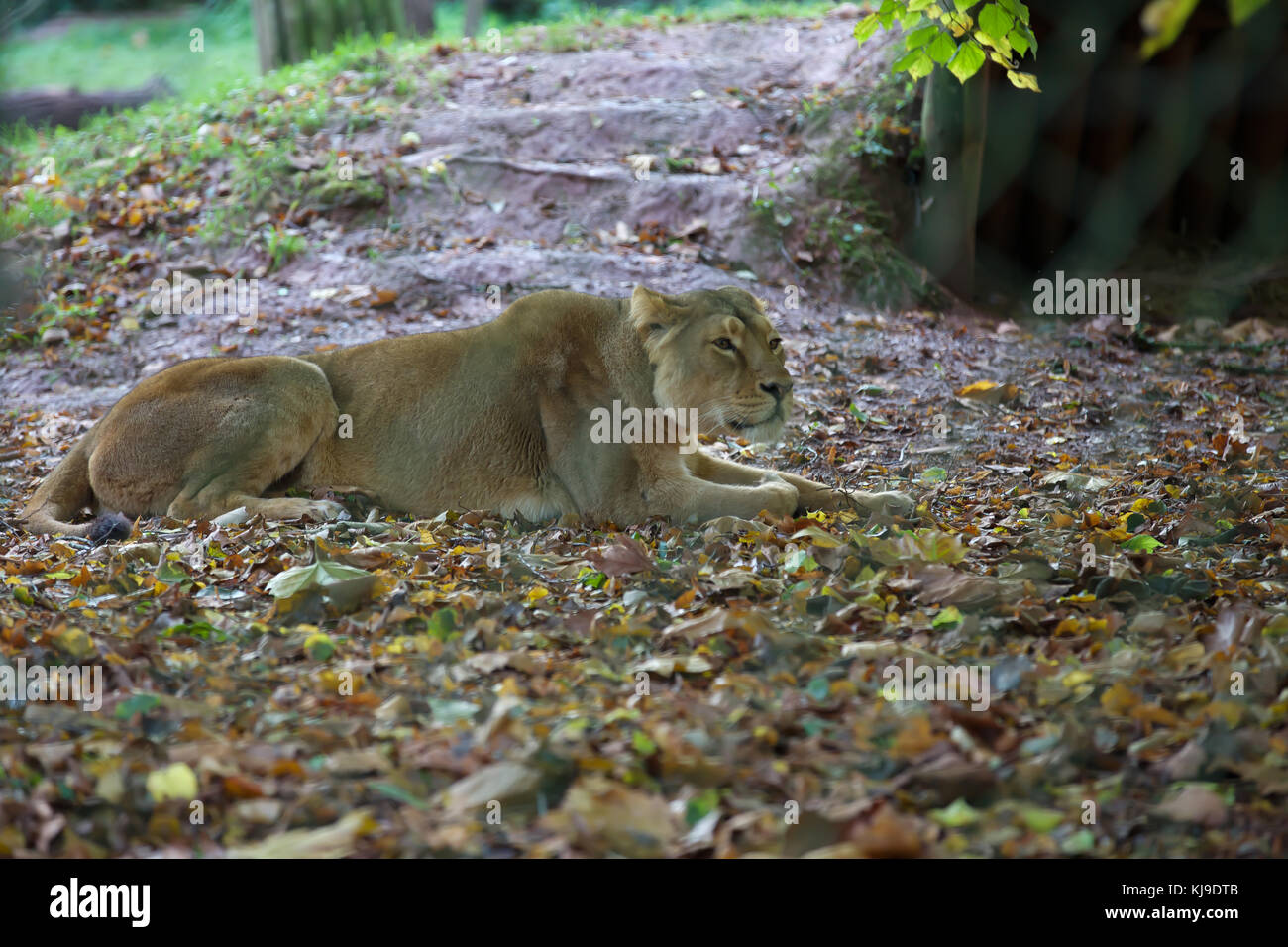 Paignton, UK. 23rd Nov, 2017. Animals enjoy the sunshine in Paignton ...