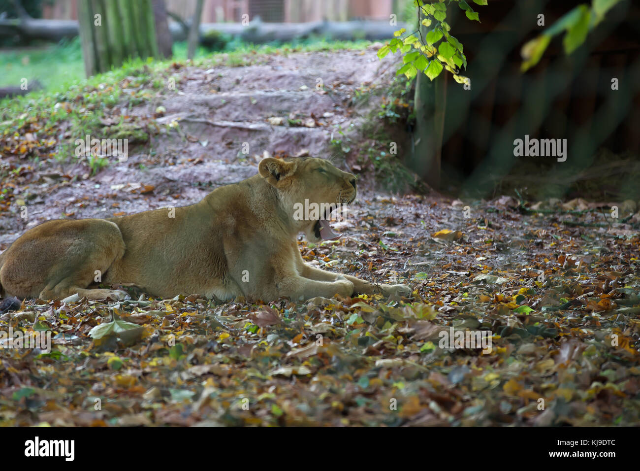 Paignton, UK. 23rd Nov, 2017. Animals enjoy the sunshine in Paignton ...