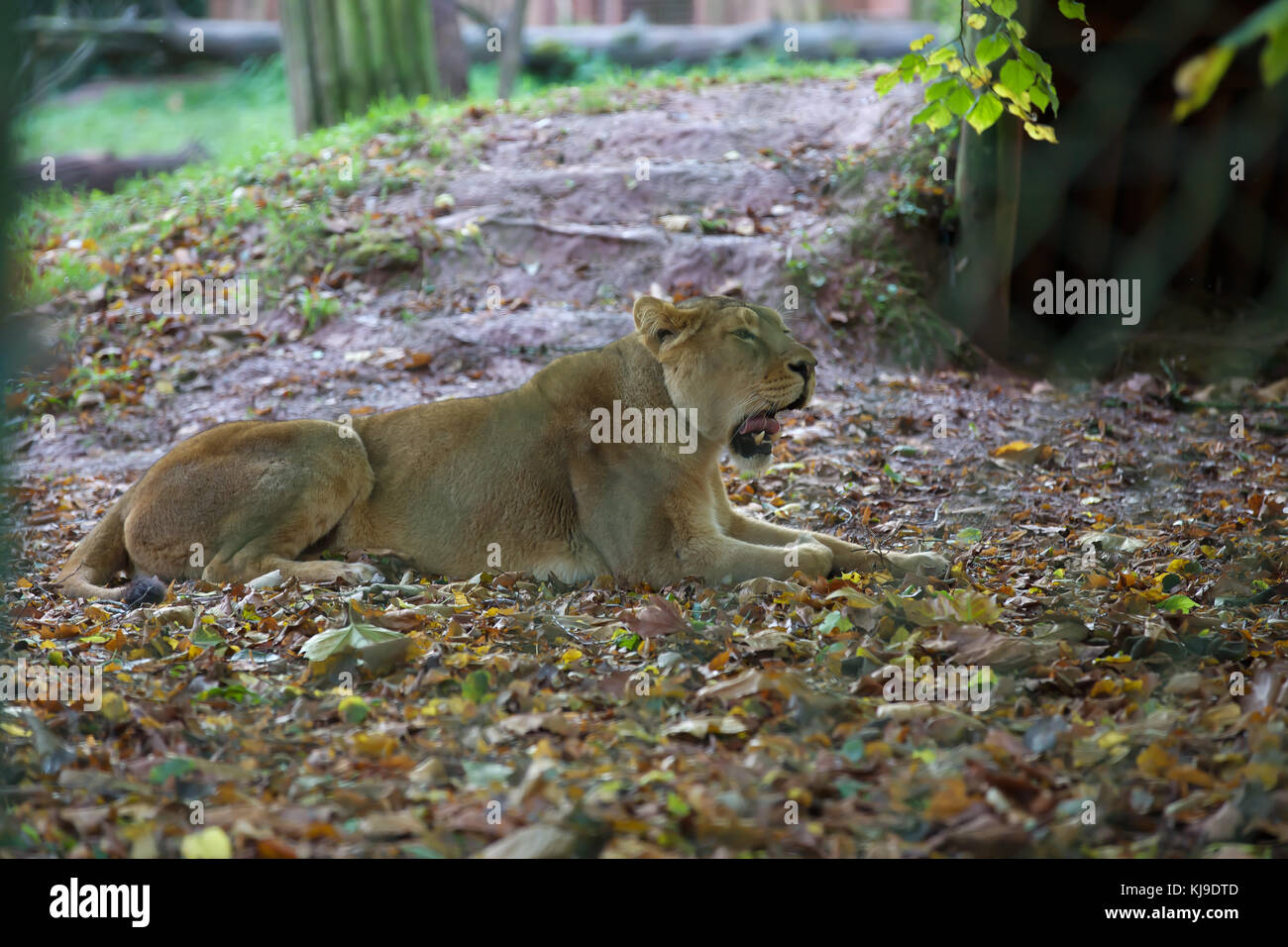 Paignton, UK. 23rd Nov, 2017. Animals enjoy the sunshine in Paignton ...