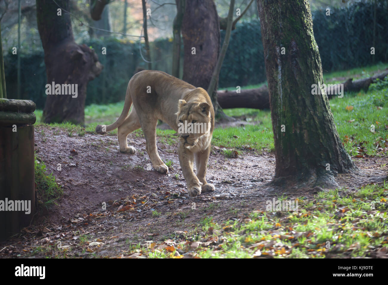 Paignton, UK. 23rd Nov, 2017. Animals enjoy the sunshine in Paignton ...