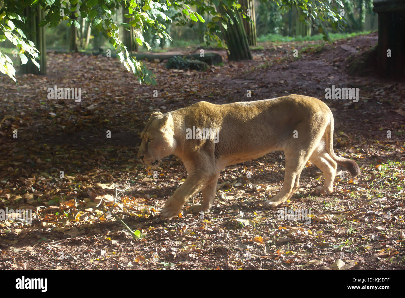Paignton, UK. 23rd Nov, 2017. Animals enjoy the sunshine in Paignton ...