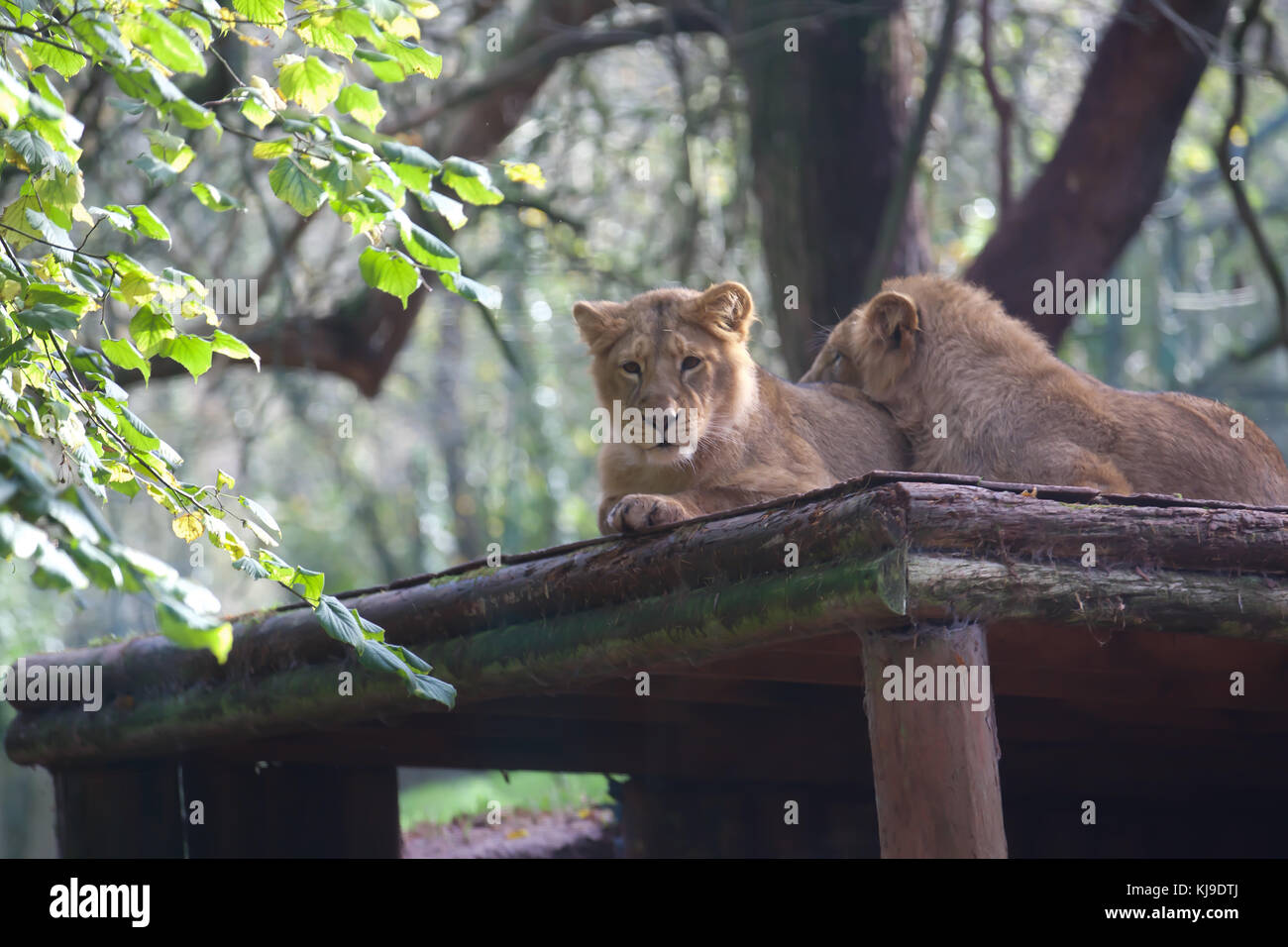 Paignton, UK. 23rd Nov, 2017. Animals enjoy the sunshine in Paignton ...