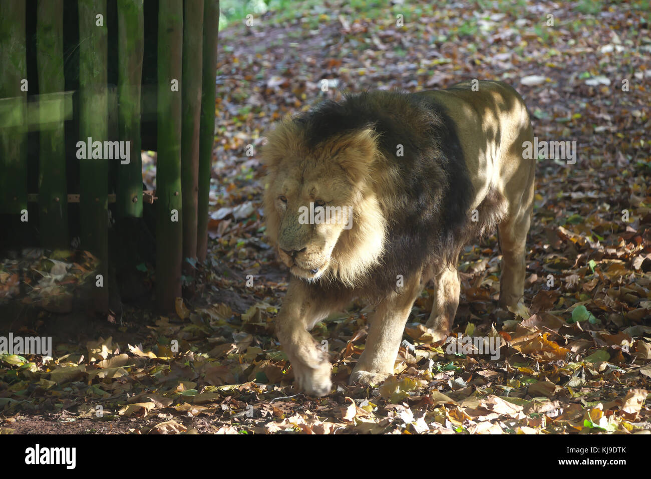 Paignton, UK. 23rd Nov, 2017. Animals enjoy the sunshine in Paignton ...