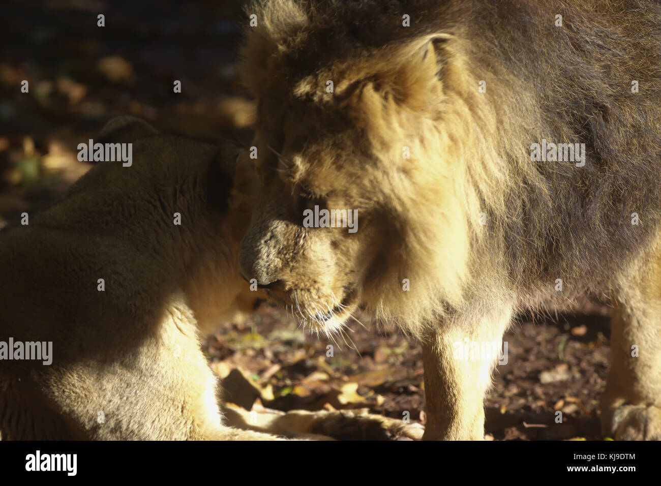 Paignton, UK. 23rd Nov, 2017. Animals enjoy the sunshine in Paignton ...