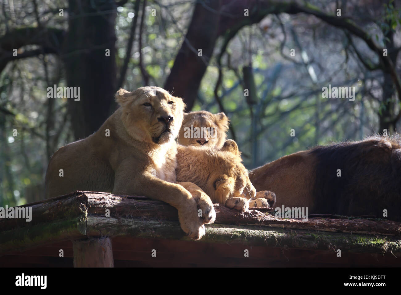 Paignton, UK. 23rd Nov, 2017. Animals enjoy the sunshine in Paignton ...