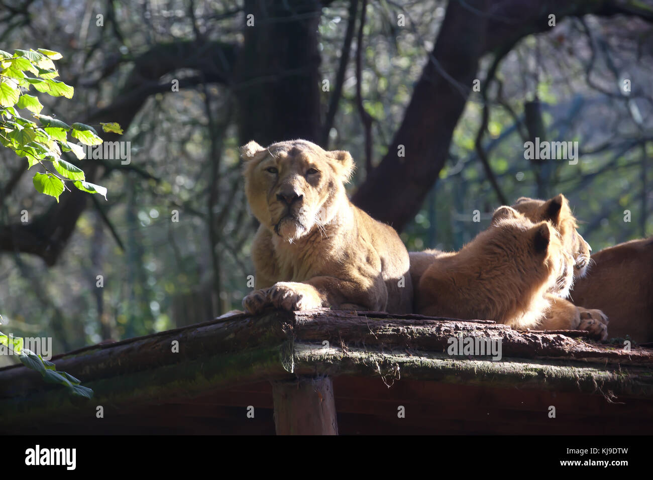 Paignton, UK. 23rd Nov, 2017. Animals enjoy the sunshine in Paignton ...