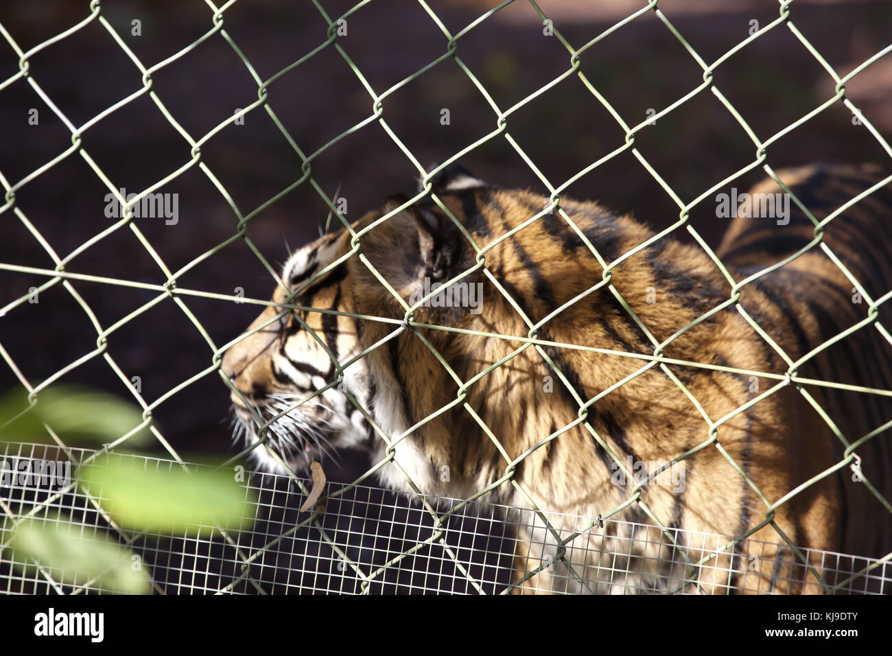 Paignton, UK. 23rd Nov, 2017. Animals enjoy the sunshine in Paignton ...
