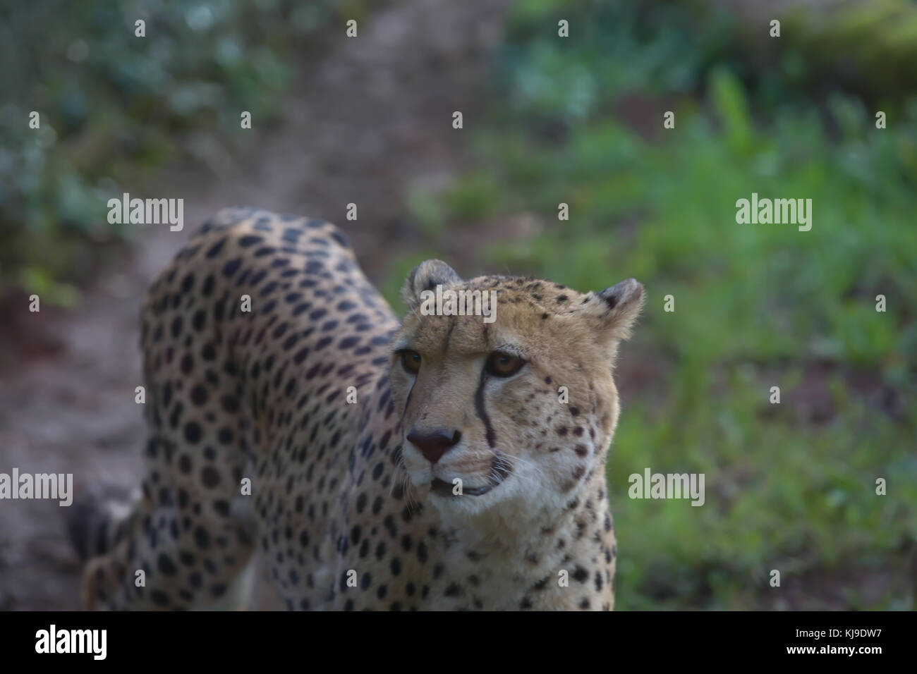 Paignton, UK. 23rd Nov, 2017. Animals enjoy the sunshine in Paignton ...