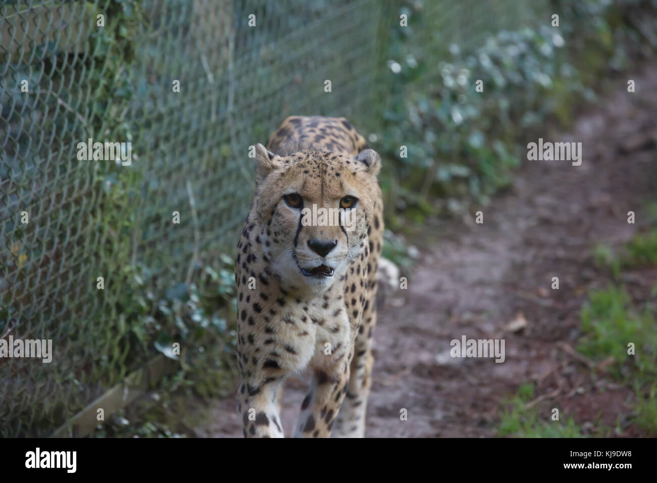 Paignton, UK. 23rd Nov, 2017. Animals enjoy the sunshine in Paignton ...
