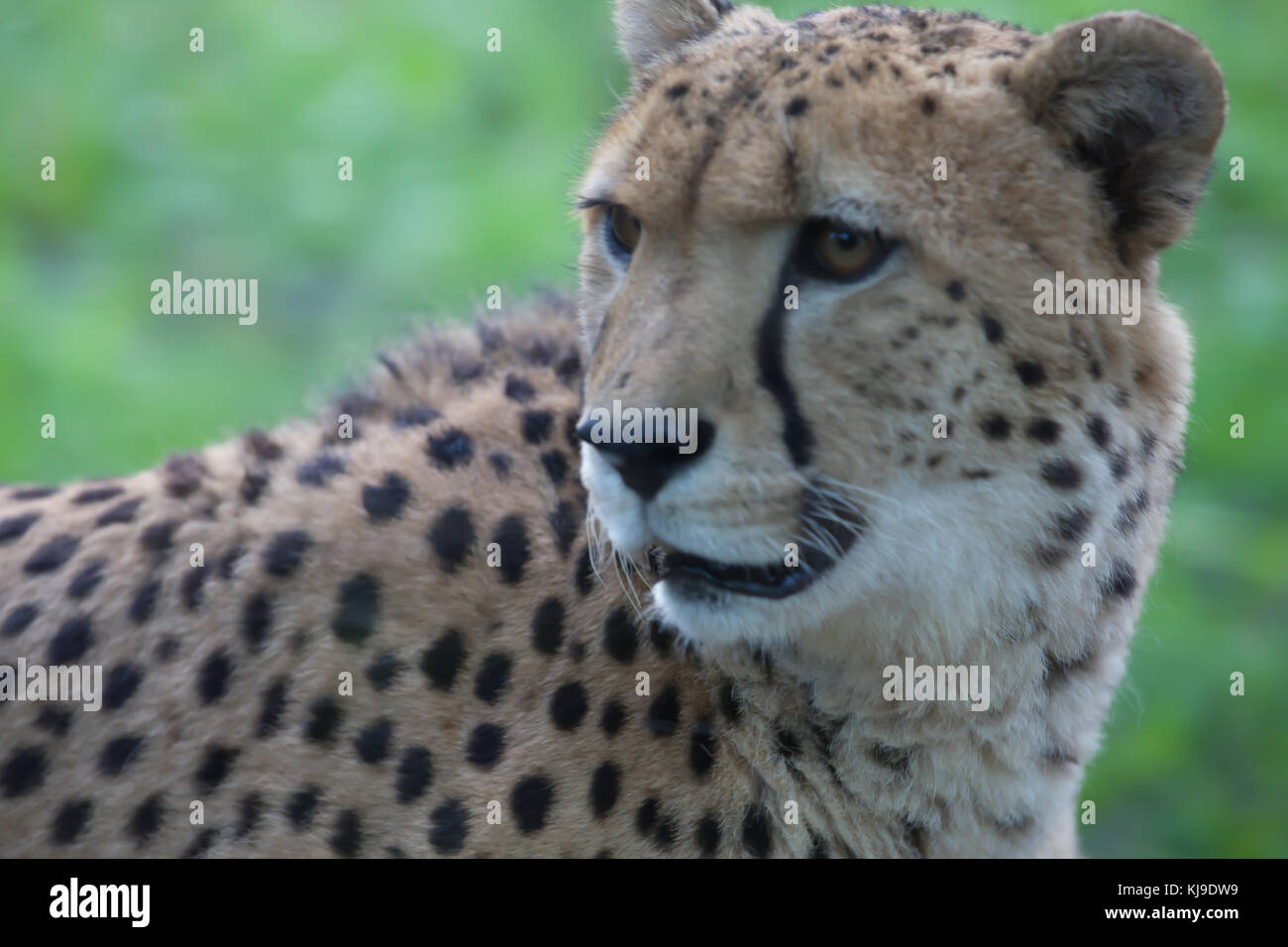 Paignton, UK. 23rd Nov, 2017. Animals enjoy the sunshine in Paignton ...