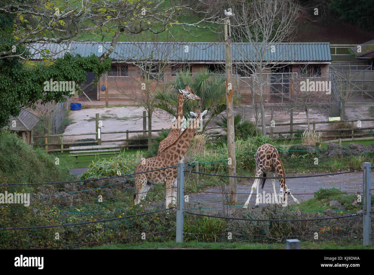 Paignton, UK. 23rd Nov, 2017. Animals enjoy the sunshine in Paignton ...