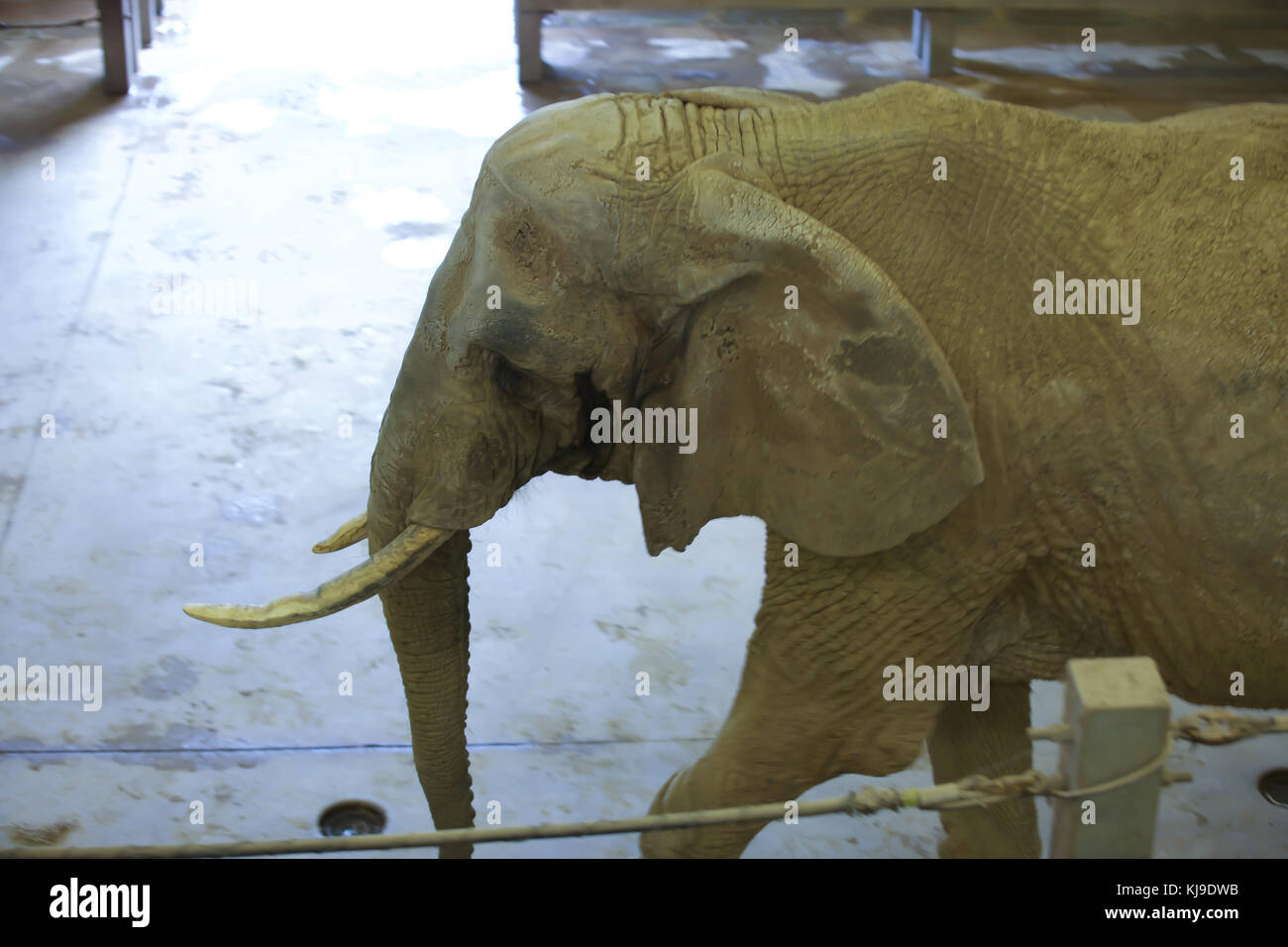 Paignton, UK. 23rd Nov, 2017. Animals enjoy the sunshine in Paignton ...