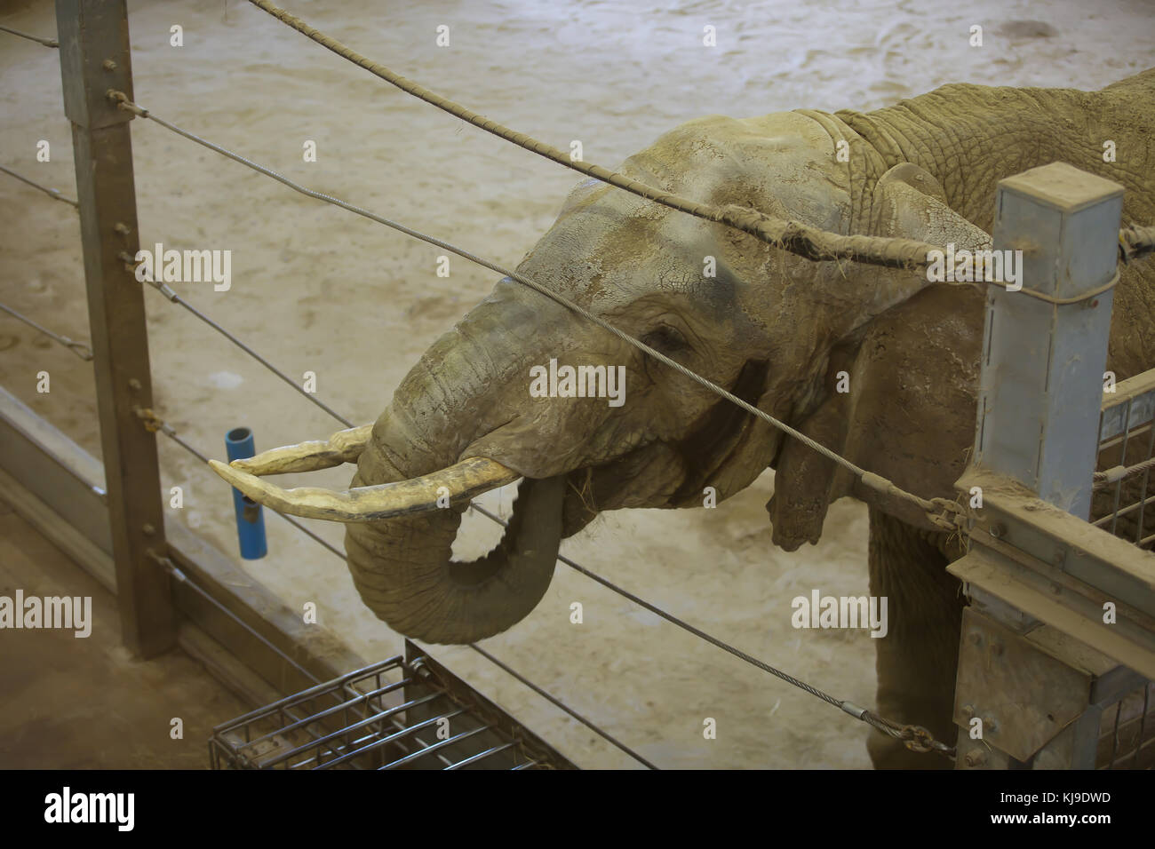 Paignton, UK. 23rd Nov, 2017. Animals enjoy the sunshine in Paignton ...