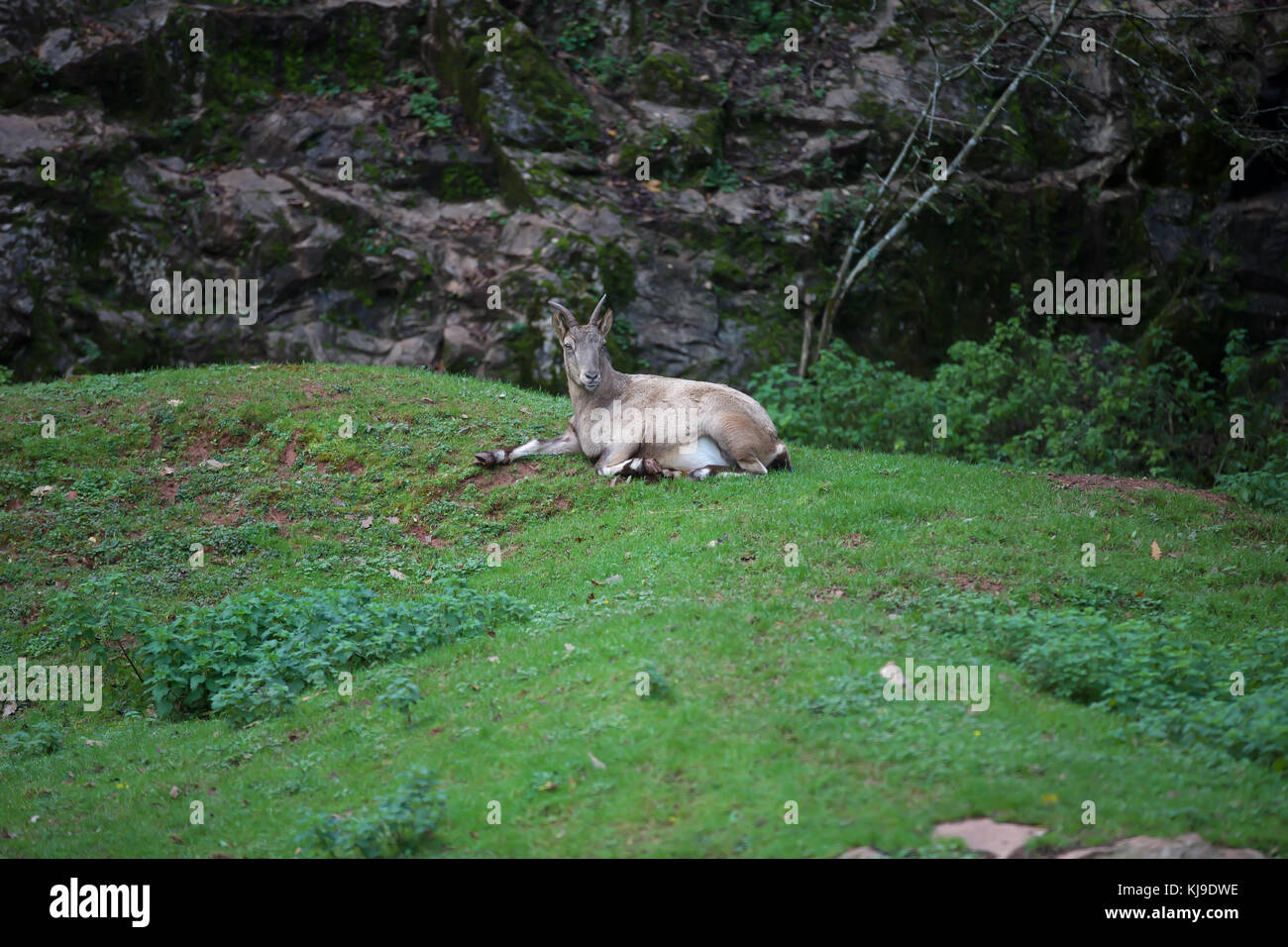 Paignton, UK. 23rd Nov, 2017. Animals enjoy the sunshine in Paignton ...