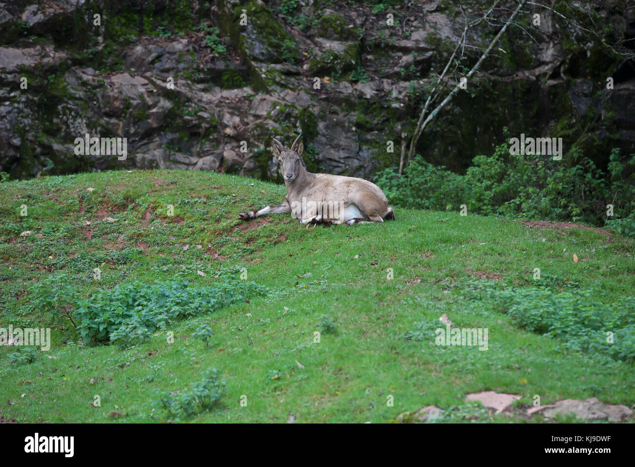 Paignton, UK. 23rd Nov, 2017. Animals enjoy the sunshine in Paignton ...