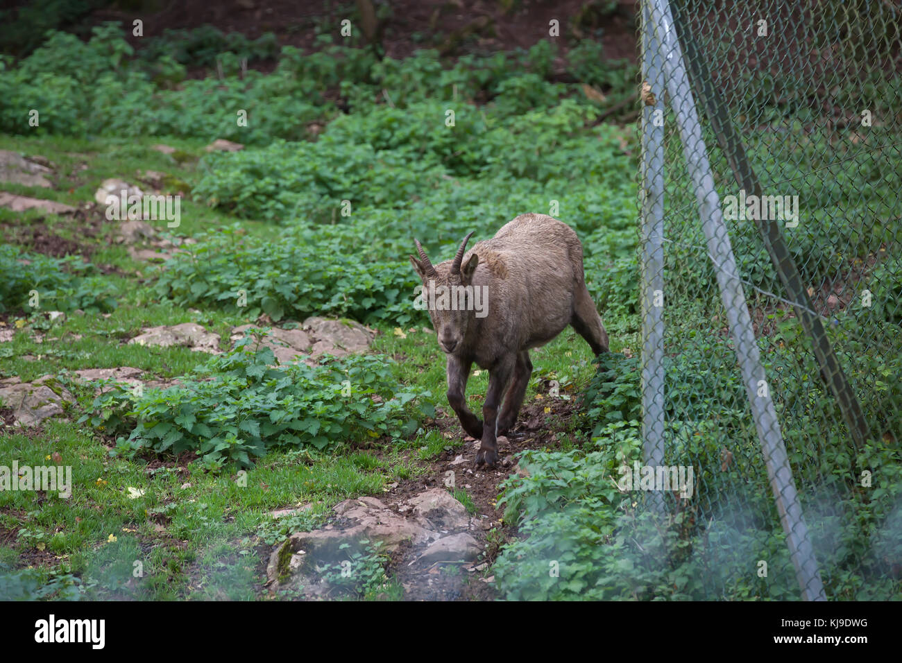 Paignton, UK. 23rd Nov, 2017. Animals enjoy the sunshine in Paignton ...