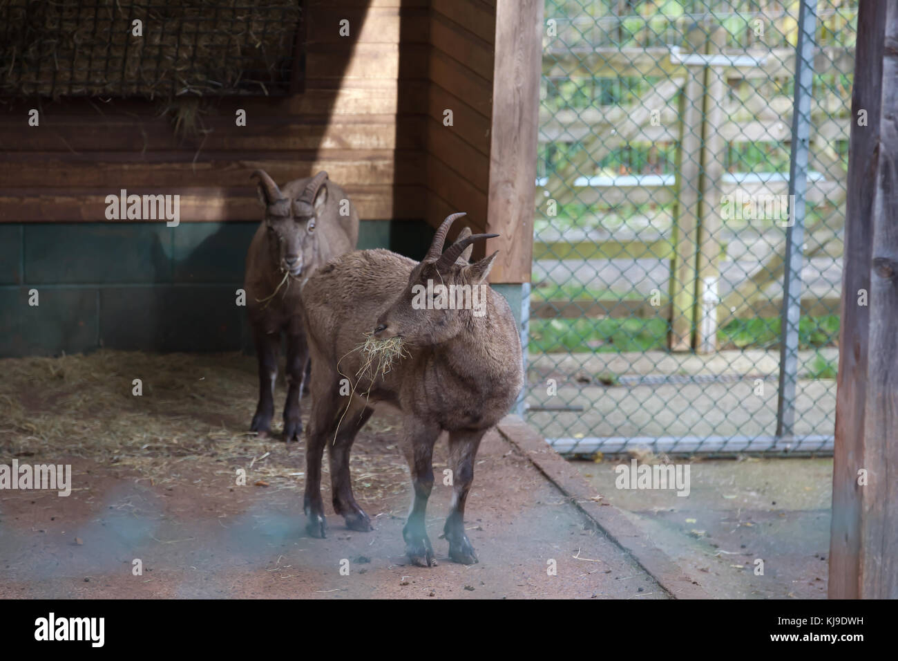 Paignton, UK. 23rd Nov, 2017. Animals enjoy the sunshine in Paignton ...