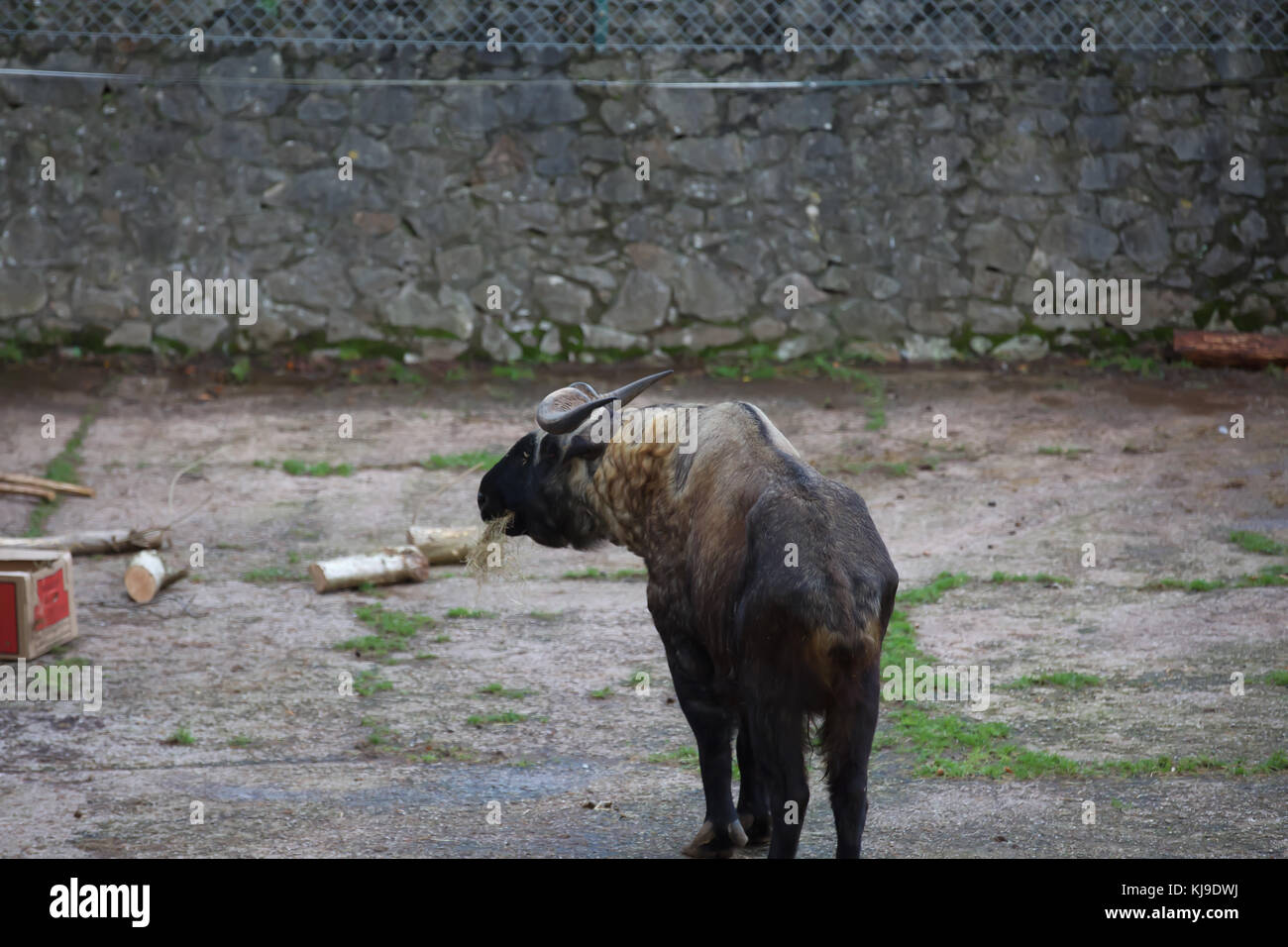 Paignton, UK. 23rd Nov, 2017. Animals enjoy the sunshine in Paignton ...