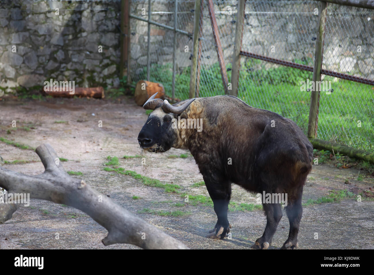 Paignton, UK. 23rd Nov, 2017. Animals enjoy the sunshine in Paignton ...