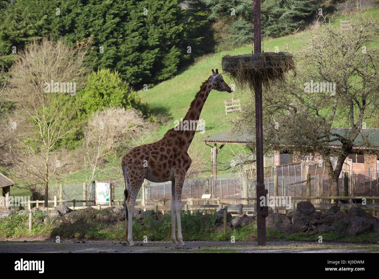 Paignton, UK. 23rd Nov, 2017. Animals enjoy the sunshine in Paignton ...