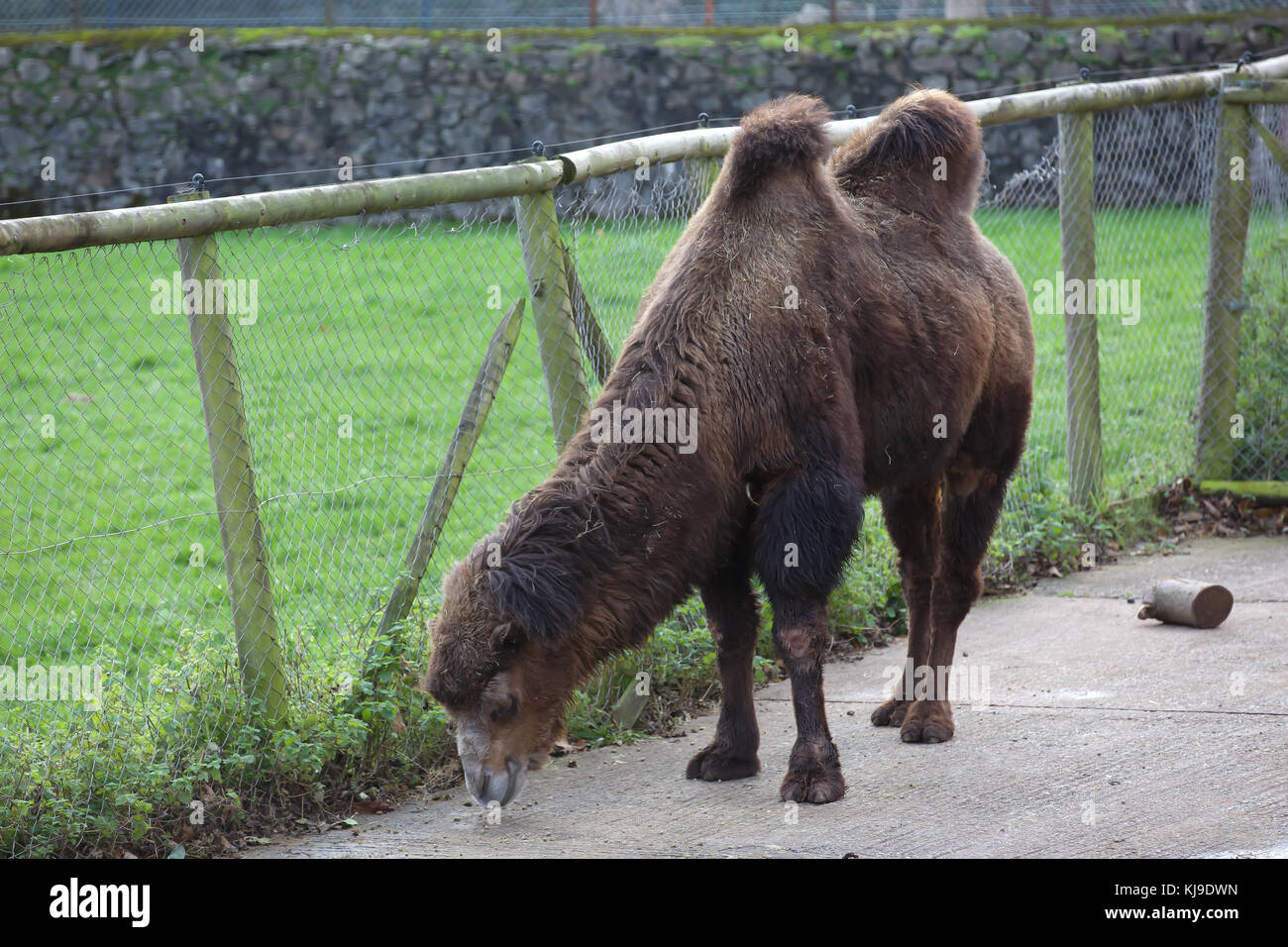 Paignton, UK. 23rd Nov, 2017. Animals enjoy the sunshine in Paignton ...