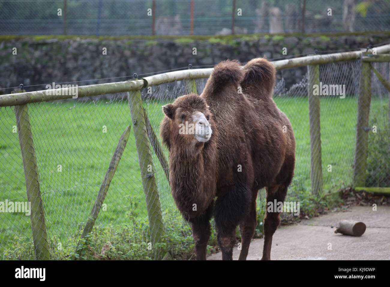 Paignton zoo monkey hi-res stock photography and images - Alamy