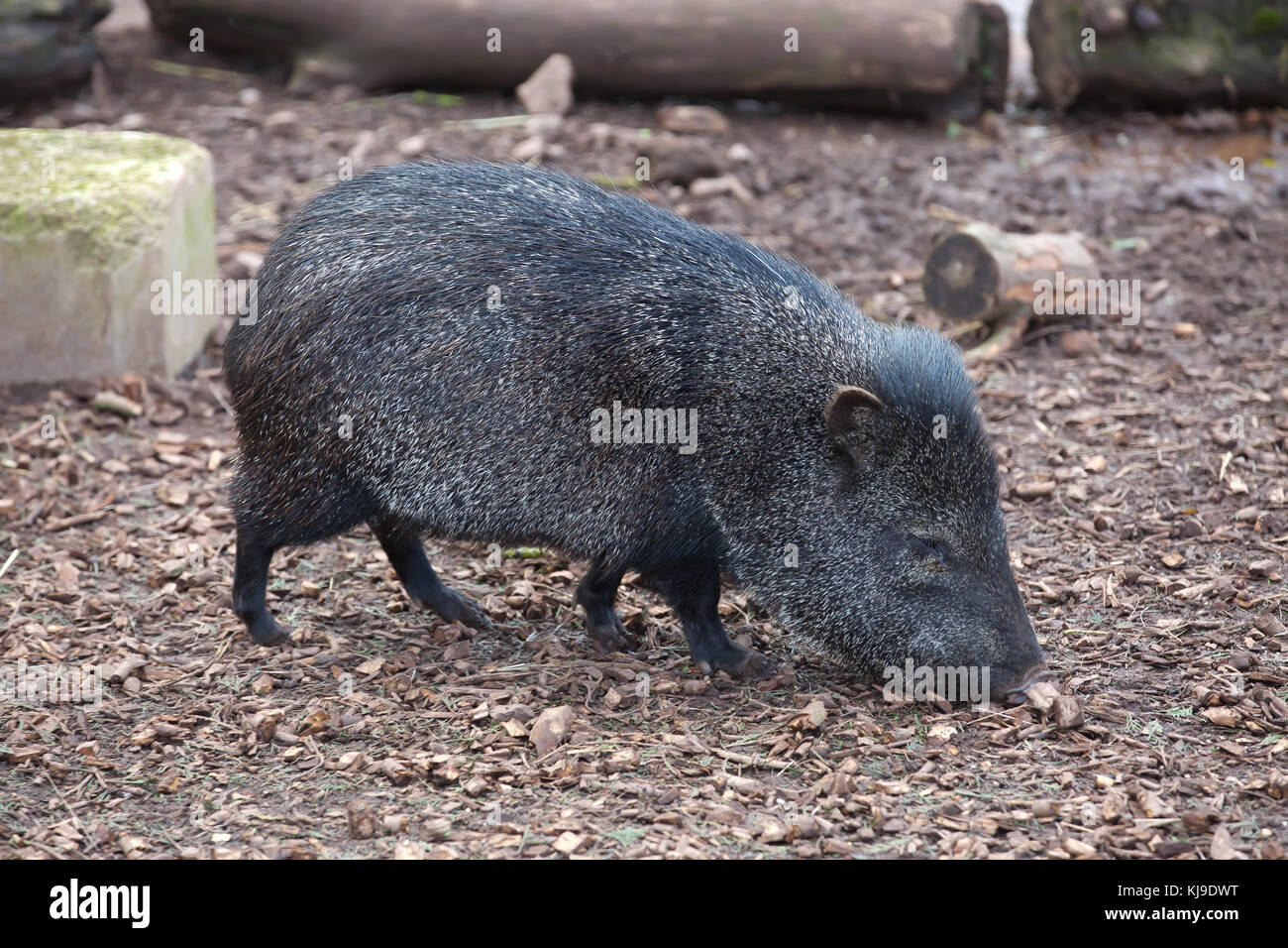 Paignton, UK. 23rd Nov, 2017. Animals enjoy the sunshine in Paignton ...