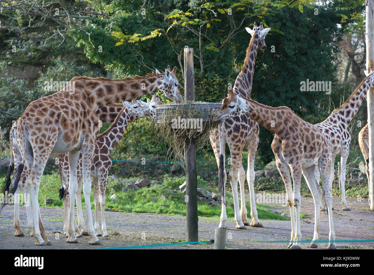 Paignton, UK. 23rd Nov, 2017. Animals enjoy the sunshine in Paignton ...