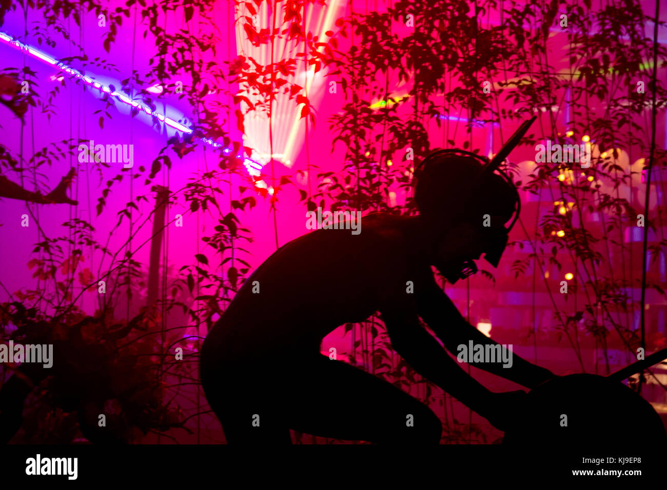 Eden Project, Cornwall, UK. 23rd Nov, 2017. The festival of light and ...