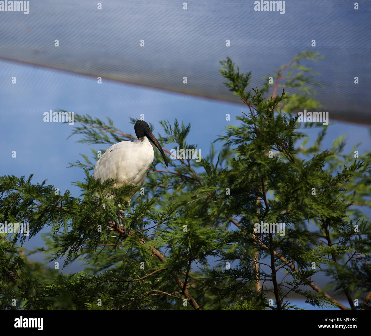 Paignton, UK. 23rd Nov, 2017. Animals enjoy the sunshine in Paignton ...
