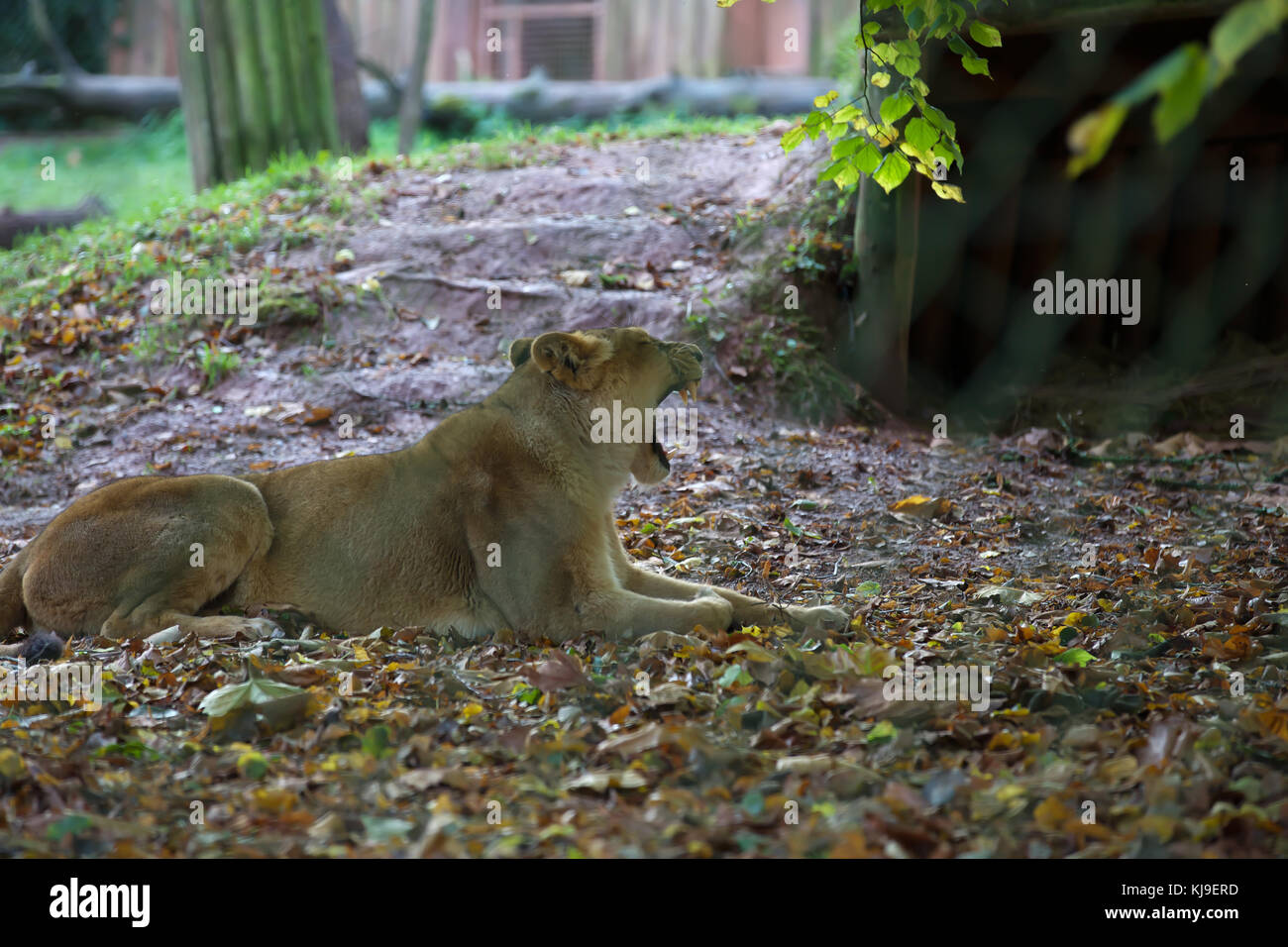 Paignton, UK. 23rd Nov, 2017. Animals enjoy the sunshine in Paignton ...