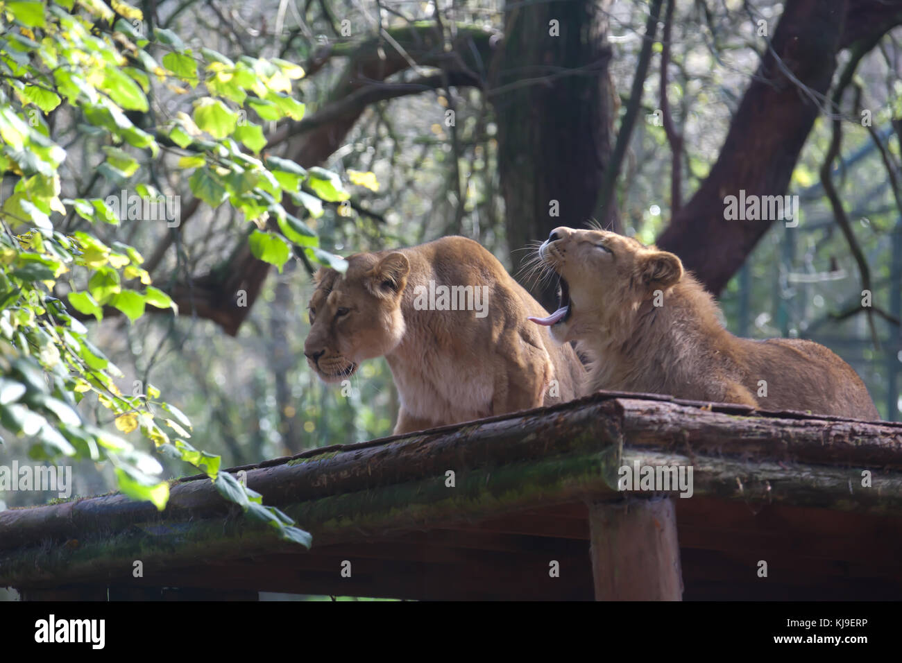 Paignton, UK. 23rd Nov, 2017. Animals enjoy the sunshine in Paignton ...
