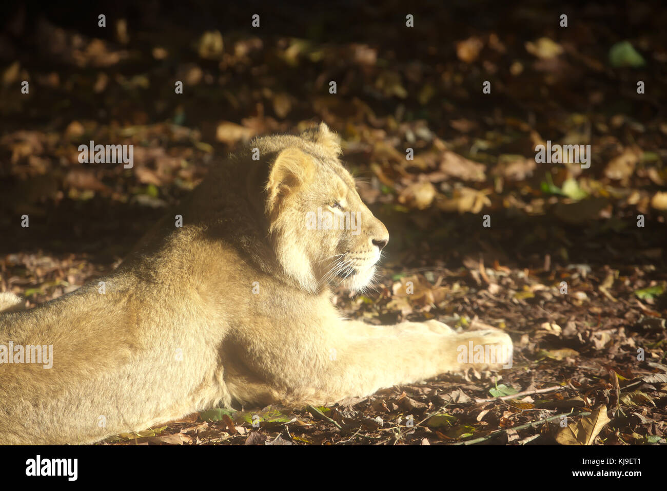 Paignton, UK. 23rd Nov, 2017. Animals enjoy the sunshine in Paignton ...