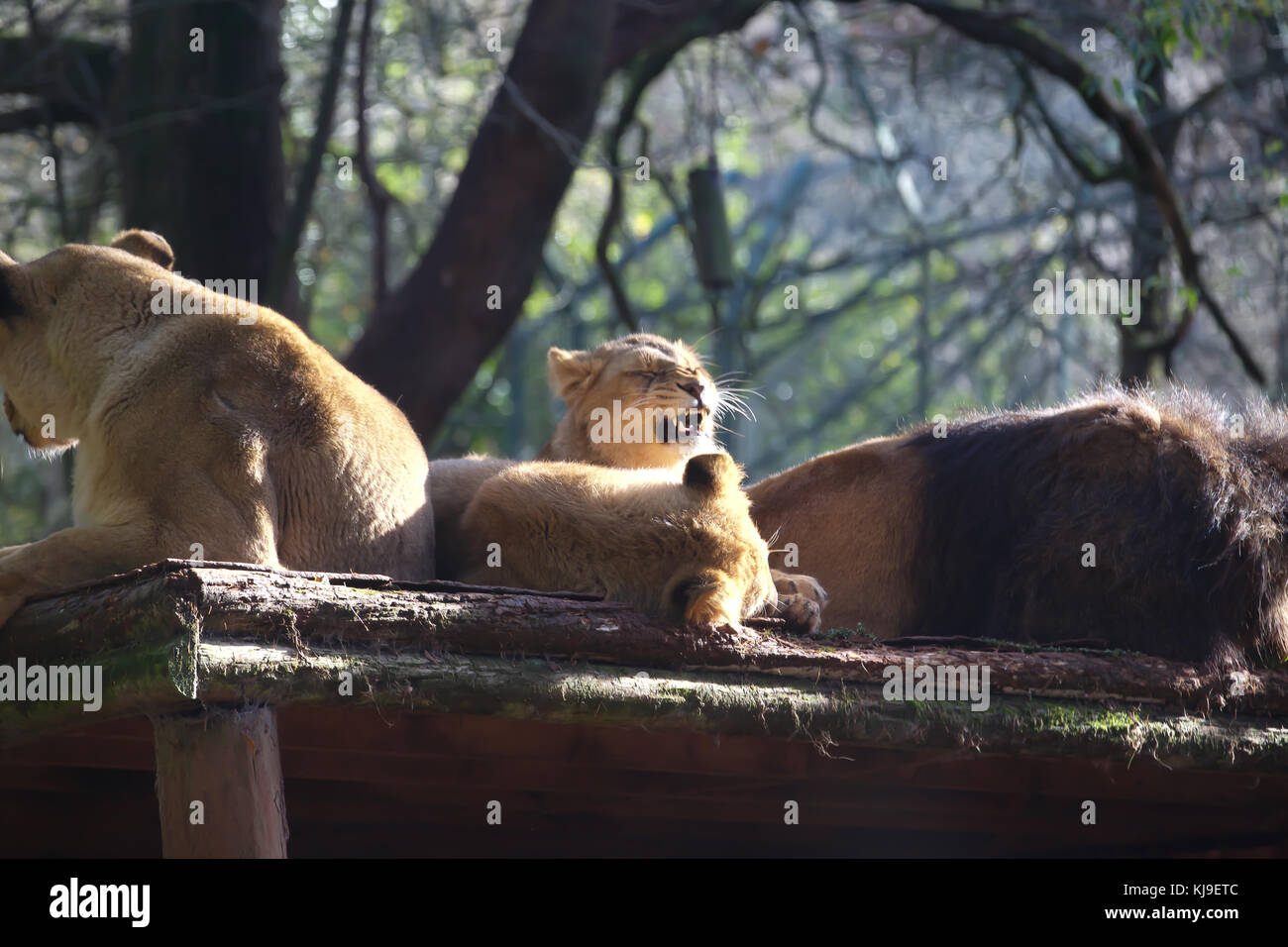 Paignton, UK. 23rd Nov, 2017. Animals enjoy the sunshine in Paignton ...