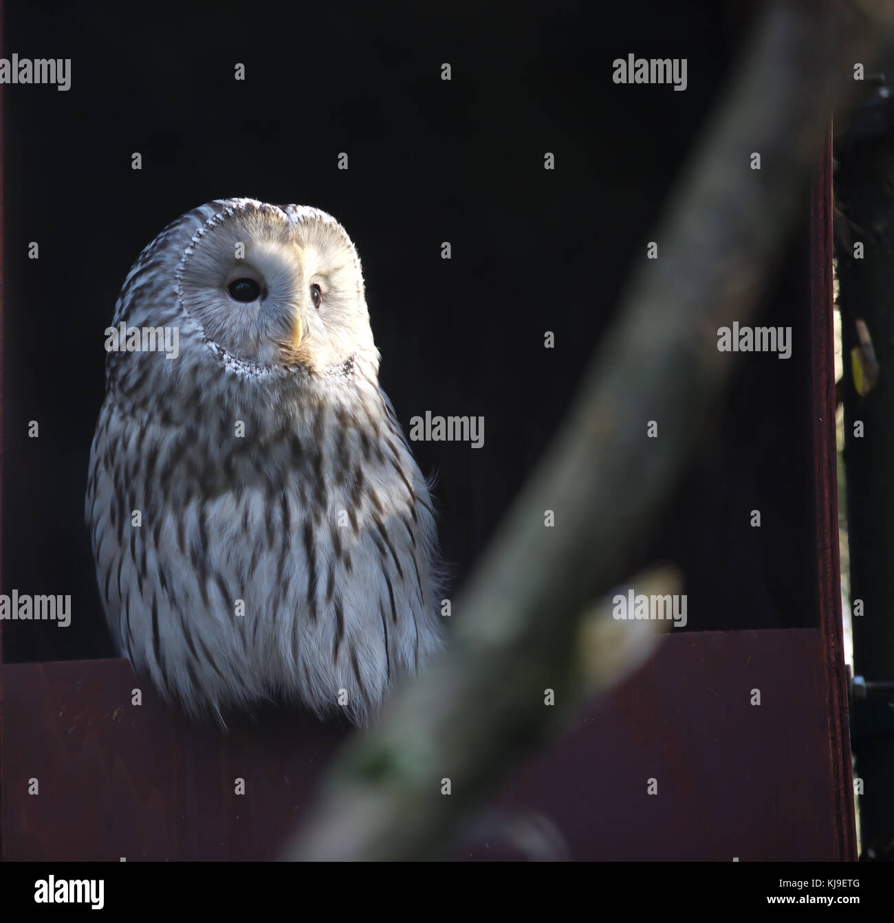 Paignton, UK. 23rd Nov, 2017. Animals enjoy the sunshine in Paignton ...