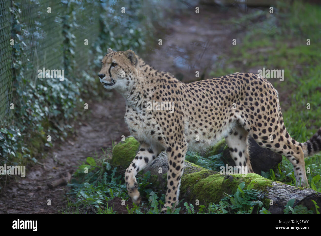 Paignton, UK. 23rd Nov, 2017. Animals enjoy the sunshine in Paignton ...